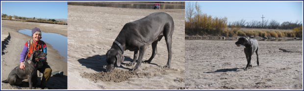 Zephyr Anderson | Gift of Goodbye Vet