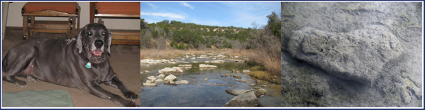 Zephyr Anderson | Gift of Goodbye Vet